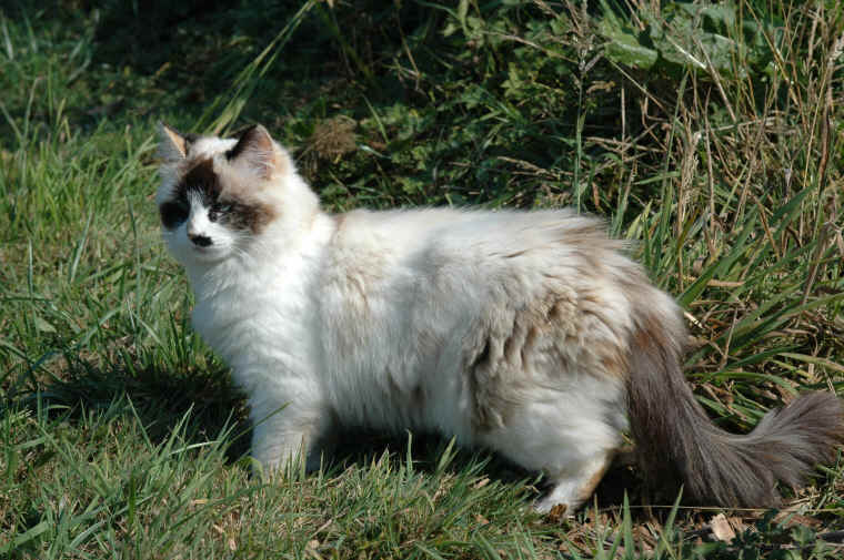 Domestic Cat Photos - Animals in the Wild: Wildlife Photography by Jim ...