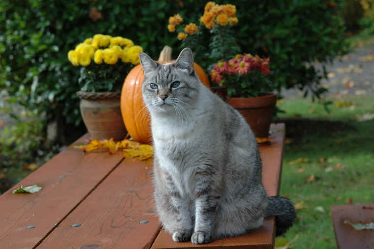 Domestic Cat Photos - Animals in the Wild: Wildlife Photography by Jim ...