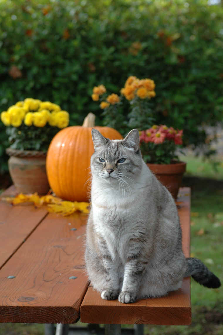 Domestic Cat Photos - Animals in the Wild: Wildlife Photography by Jim ...