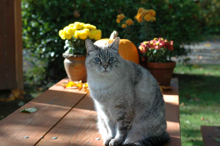 Domestic Cat Photos - Animals in the Wild: Wildlife Photography by Jim ...