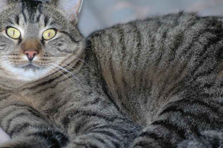 Domestic Cat Photos - Animals in the Wild: Wildlife Photography by Jim ...