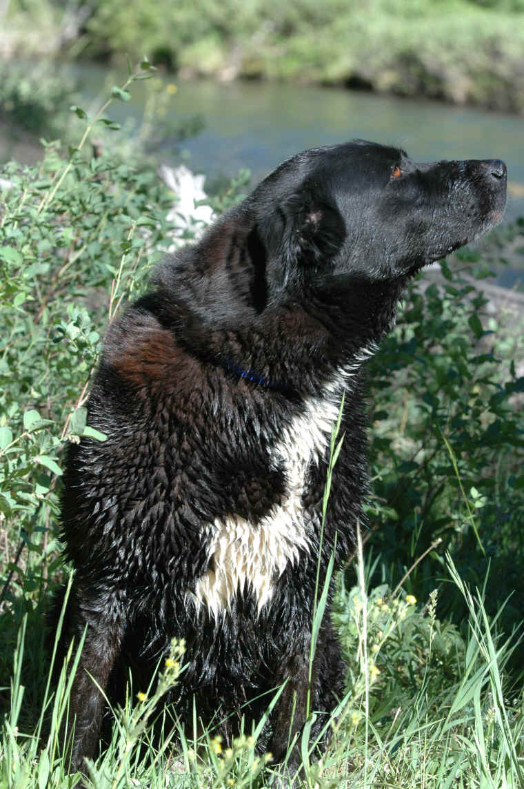 Domestic Dog Photos - Animals in the Wild: Wildlife Photography by Jim ...