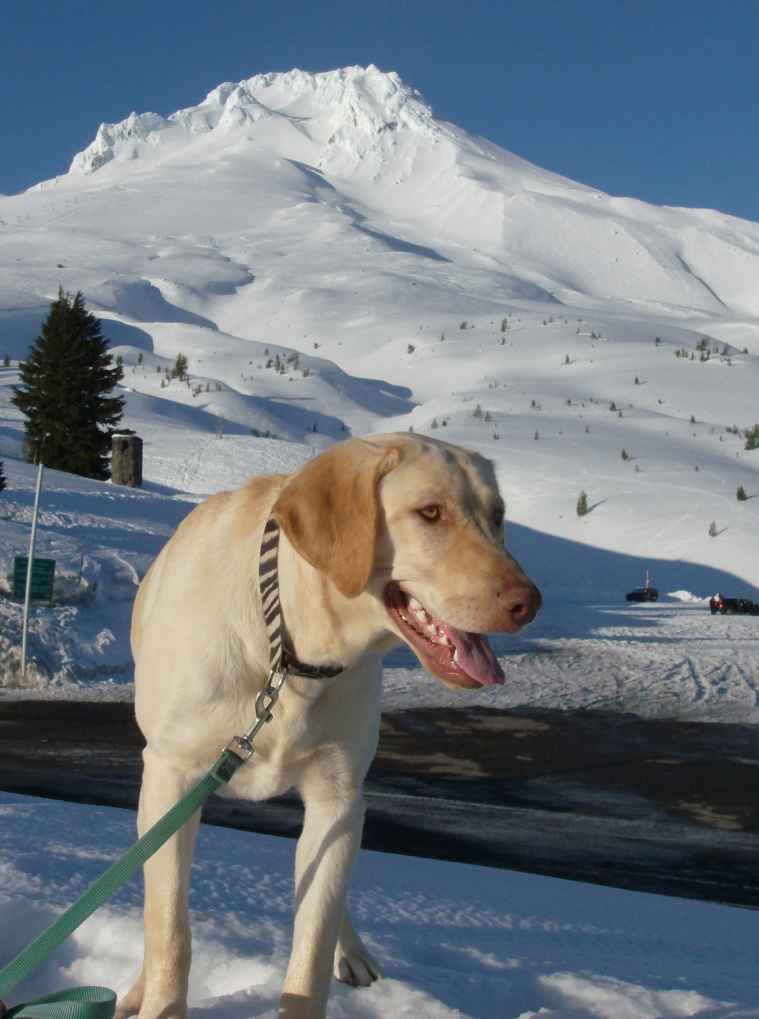 Domestic Dog Photos - Animals in the Wild: Wildlife Photography by Jim ...