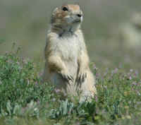 Black tailed Prairie Dog Photos - Animals in the Wild: Wildlife ...