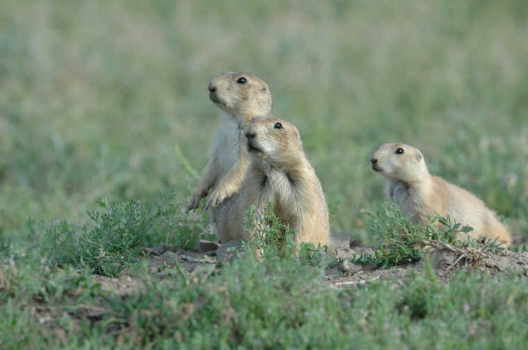 Black tailed Prairie Dog Photos - Animals in the Wild: Wildlife ...