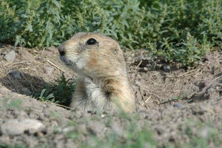Black tailed Prairie Dog Photos - Animals in the Wild: Wildlife ...