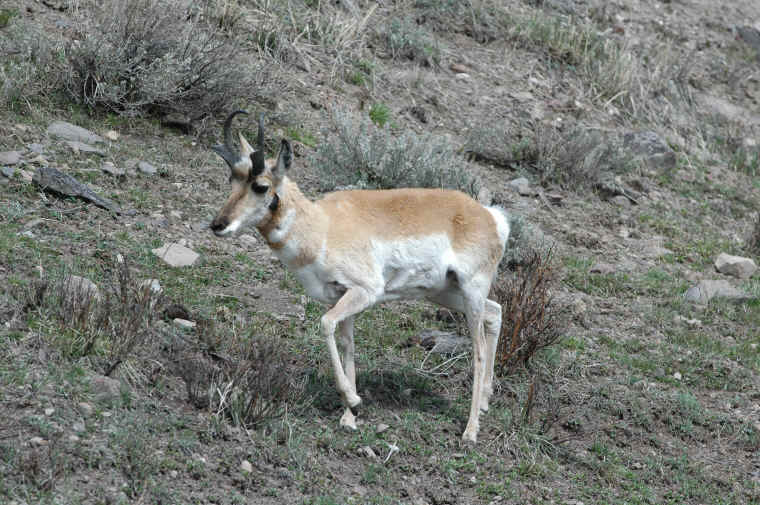 Pronghorn Photos - Animals in the Wild: Wildlife Photography by Jim ...