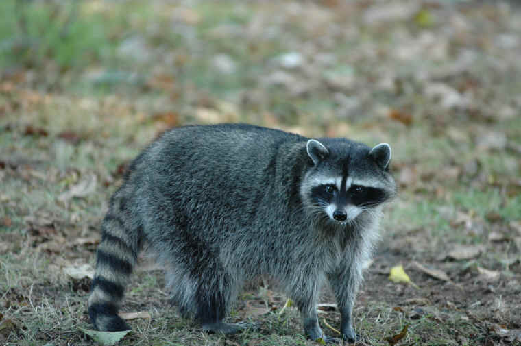 Raccoon Photos - Animals in the Wild: Wildlife Photography by Jim Robertson