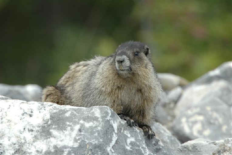 Hoary Marmot Photos - Animals in the Wild: Wildlife Photography by Jim ...
