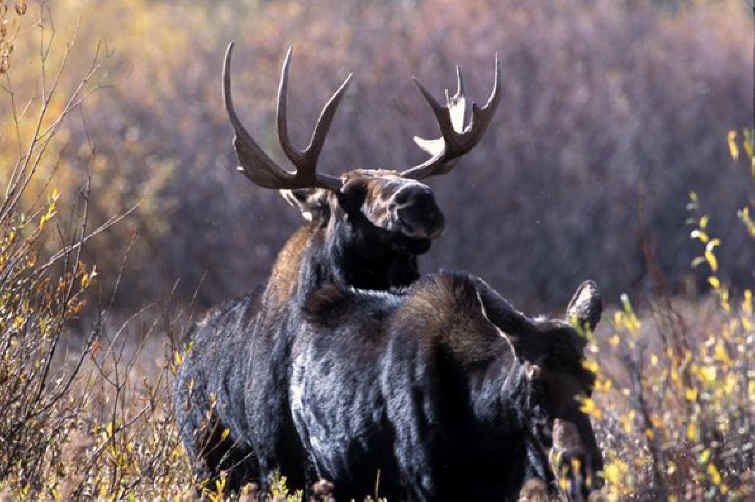 Moose Photos - Animals in the Wild: Wildlife Photography by Jim Robertson