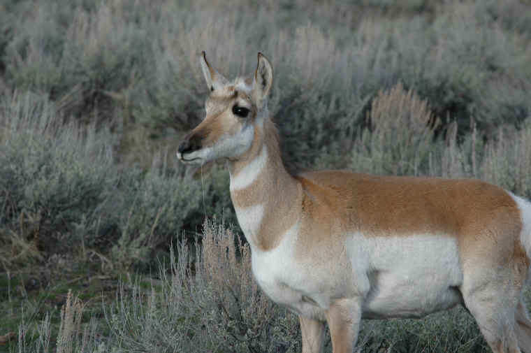 Pronghorn Photos - Animals in the Wild: Wildlife Photography by Jim ...