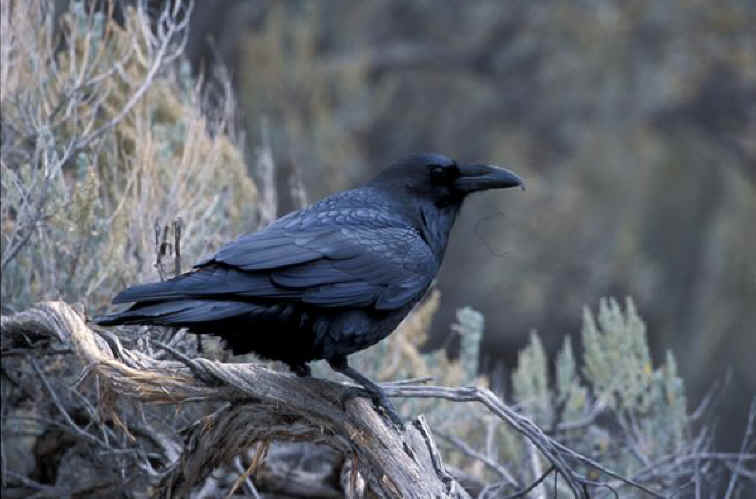 Raven Photos - Animals in the Wild: Wildlife Photography by Jim Robertson
