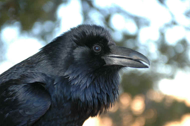 Raven Photos - Animals in the Wild: Wildlife Photography by Jim Robertson