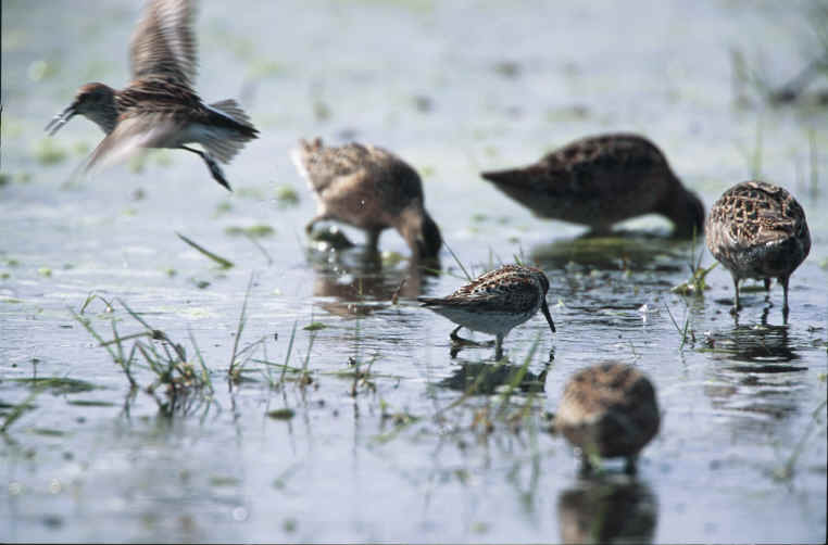 Shore-Bird PhotosAnimals in the Wild: Wildlife Photography by Jim Robertson