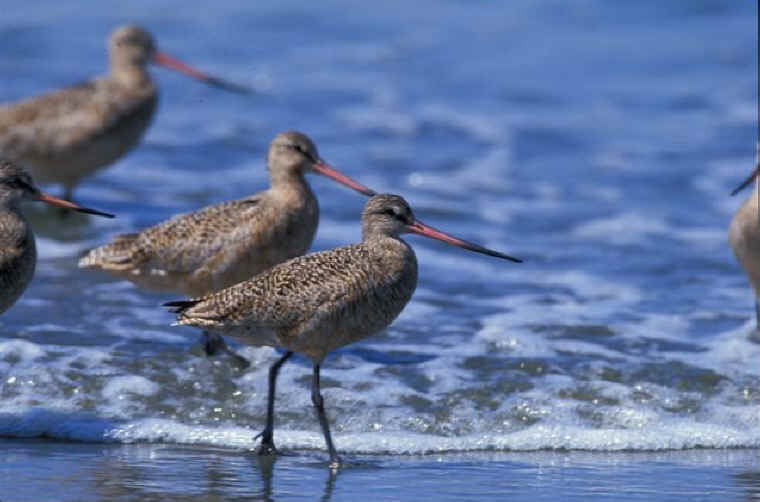 Shore-Bird PhotosAnimals in the Wild: Wildlife Photography by Jim Robertson