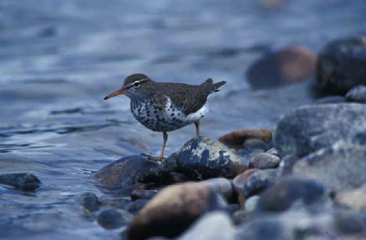 Shore-Bird PhotosAnimals in the Wild: Wildlife Photography by Jim Robertson
