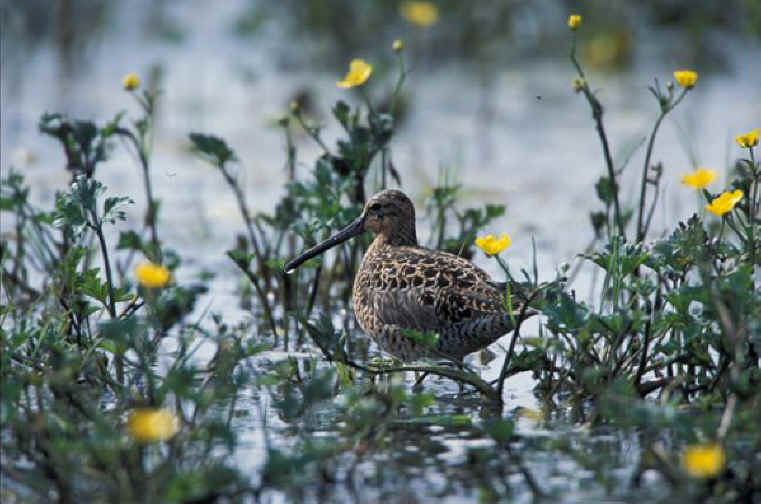 Shore-Bird PhotosAnimals in the Wild: Wildlife Photography by Jim Robertson