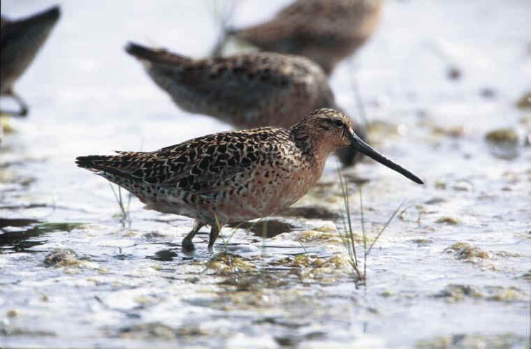 Shore-Bird PhotosAnimals in the Wild: Wildlife Photography by Jim Robertson