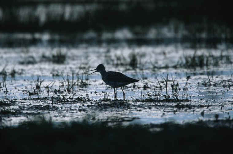 Shore-Bird PhotosAnimals in the Wild: Wildlife Photography by Jim Robertson
