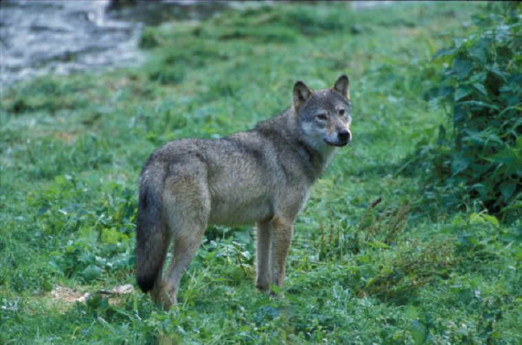 Wolf PhotosAnimals in the Wild: Wildlife Photography by Jim Robertson