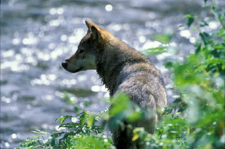 Wolf PhotosAnimals in the Wild: Wildlife Photography by Jim Robertson