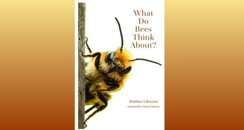 What Do Bees Think About? By Dr. Mathieu Lihoreau