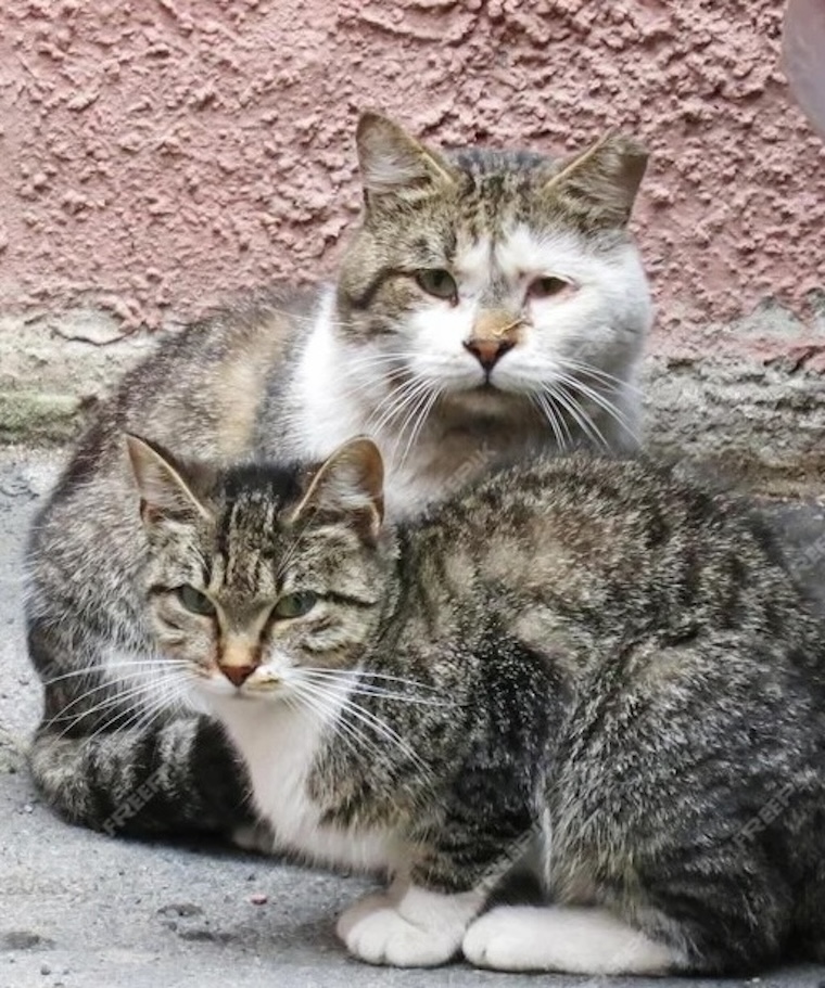 Here's how to help outdoor cats (those abandoned, lost or feral) stay safe