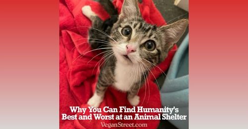 Why You Can See the Best and Worst of Humanity at an Animal Shelter