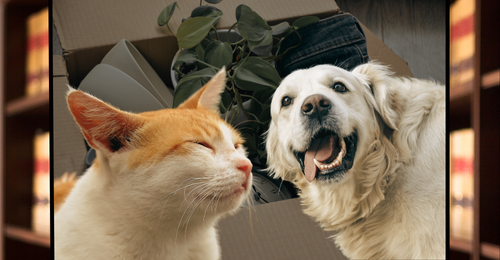 Defining Animals as “More Than Property” Based on Inherent “Dignity”