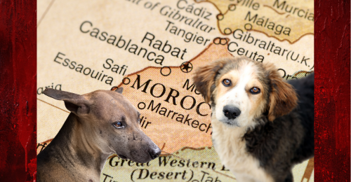 Morocco Unveils New Animal Law & Dog Death Camps as Killings & Protests ...
