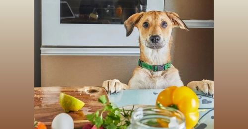 A Plant-Based Diet is Suitable for Dogs, According to Doctors at ...