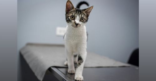 Ask Me Anything #2: Rabies Vaccinations for Indoor Cats