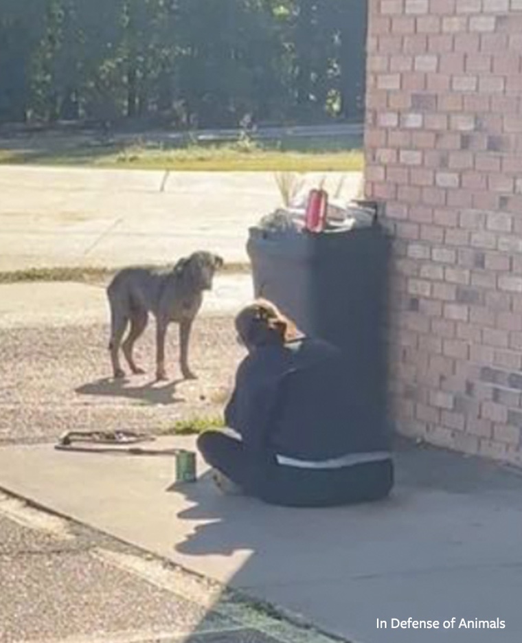 Wary Dog Humanely Trapped At Last
