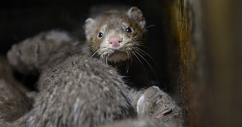 British Columbia Will Ban Mink Farms