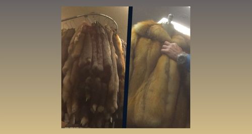 Busted! California Stores Illegally Selling Fur