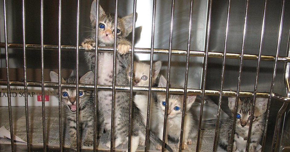 Shelter Victims: Animals and Humans