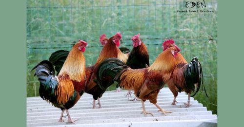 Unwanted Roosters