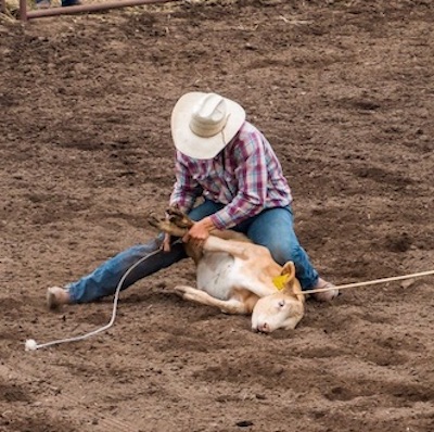 Disney: Rodeo Abuse is NOT Family Entertainment