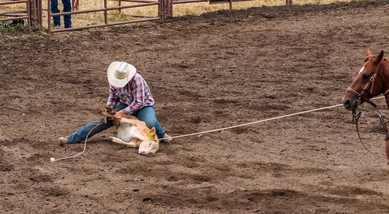 Disney: Rodeo Abuse is NOT Family Entertainment