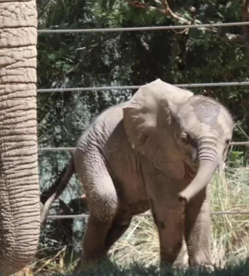 Baby Elephant Davu's Story
