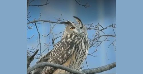Flaco the Owl Escapes New York City Prison