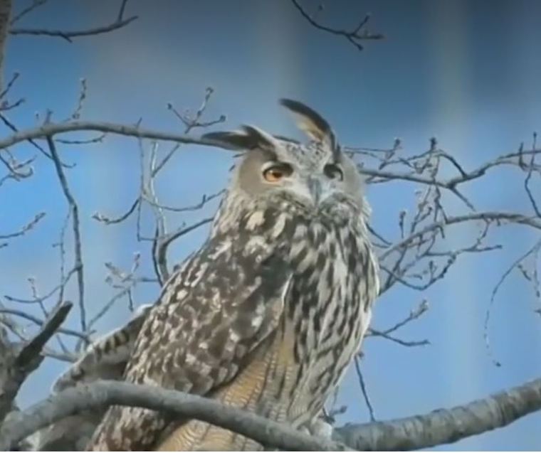 Flaco the Owl Escapes New York City Prison