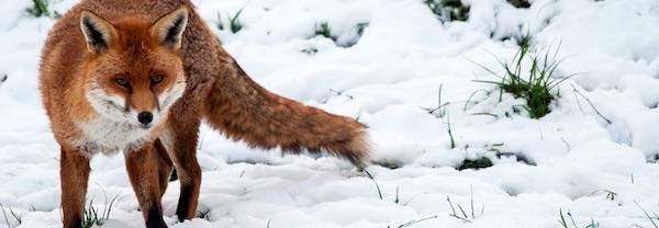 League Against Cruel Sports' Work for Animals in 2022