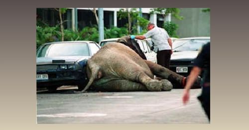 Do you know the story of Tyke the elephant?