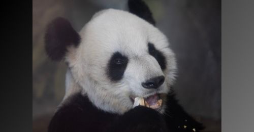 The Sudden Death of Giant Panda Lele Highlights Systemic Failures at ...