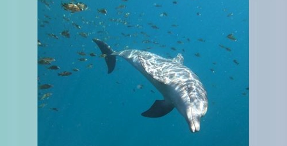All-Creatures.org Weekly Newsletter, June 28, 2023