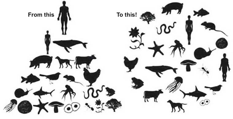 The Three Basic Laws of Ecology