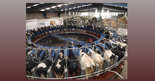 The Environmental Impacts of Dairy 2024