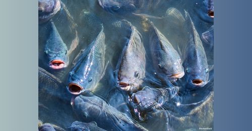 Fishes Suffer in Overcrowded Farms