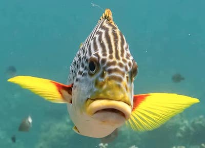 Fish make art, enjoy cuddles, learn tricks and have long lasting ...